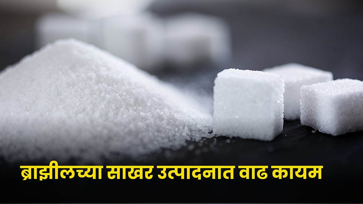 Brazil Sugar Production । ब्राझीलच्या साखर उत्पादनात वाढ कायम । Brazil ...