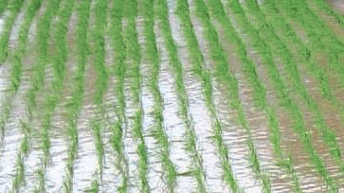 Paddy Plantation । रत्नागिरीत ५४ हजार हेक्टरवर भात लावण्या पूर्ण ...
