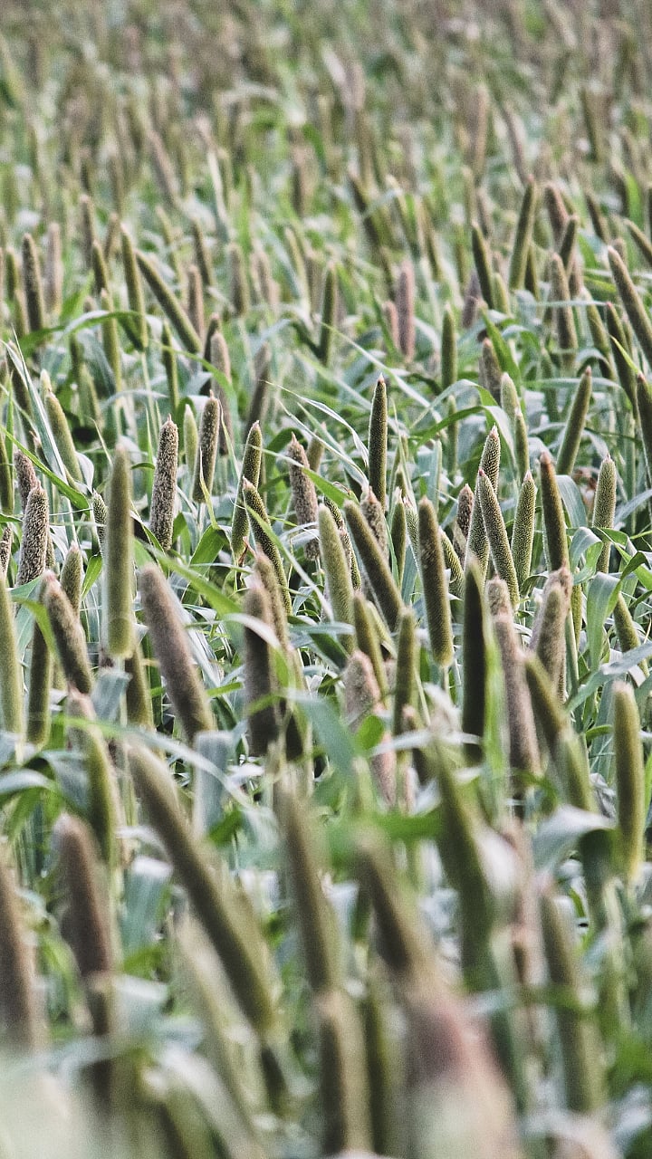 Bajara Fodder Crop : हिरव्या चाऱ्यासाठी बाजरी ची लागवड कशी करावी? |How ...
