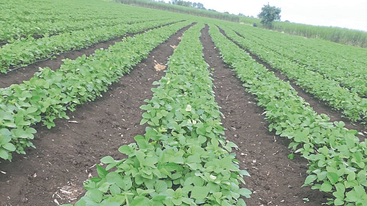 Soybean Seed Production । सुधारित तंत्र वापरातून यशस्वी सोयाबीन ...