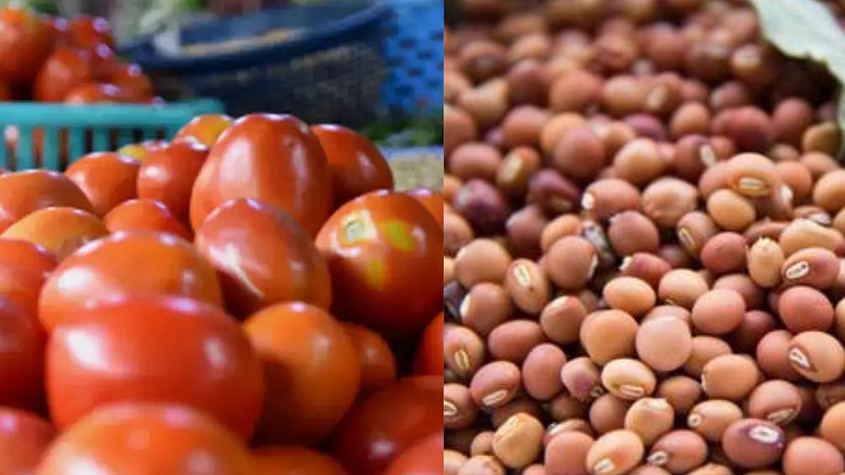 Crop Rate | टोमॅटो, मूग वगळता प्रमुख पिकांच्या दरात घसरण | Decline in ...