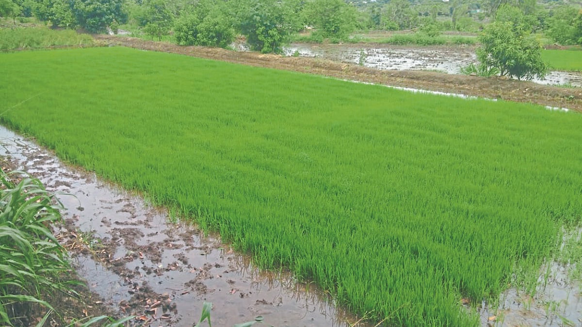 Paddy Variety : ‘रत्नागिरी-८’ वाणाची विक्रमी ८० टन विक्री । Record sale ...