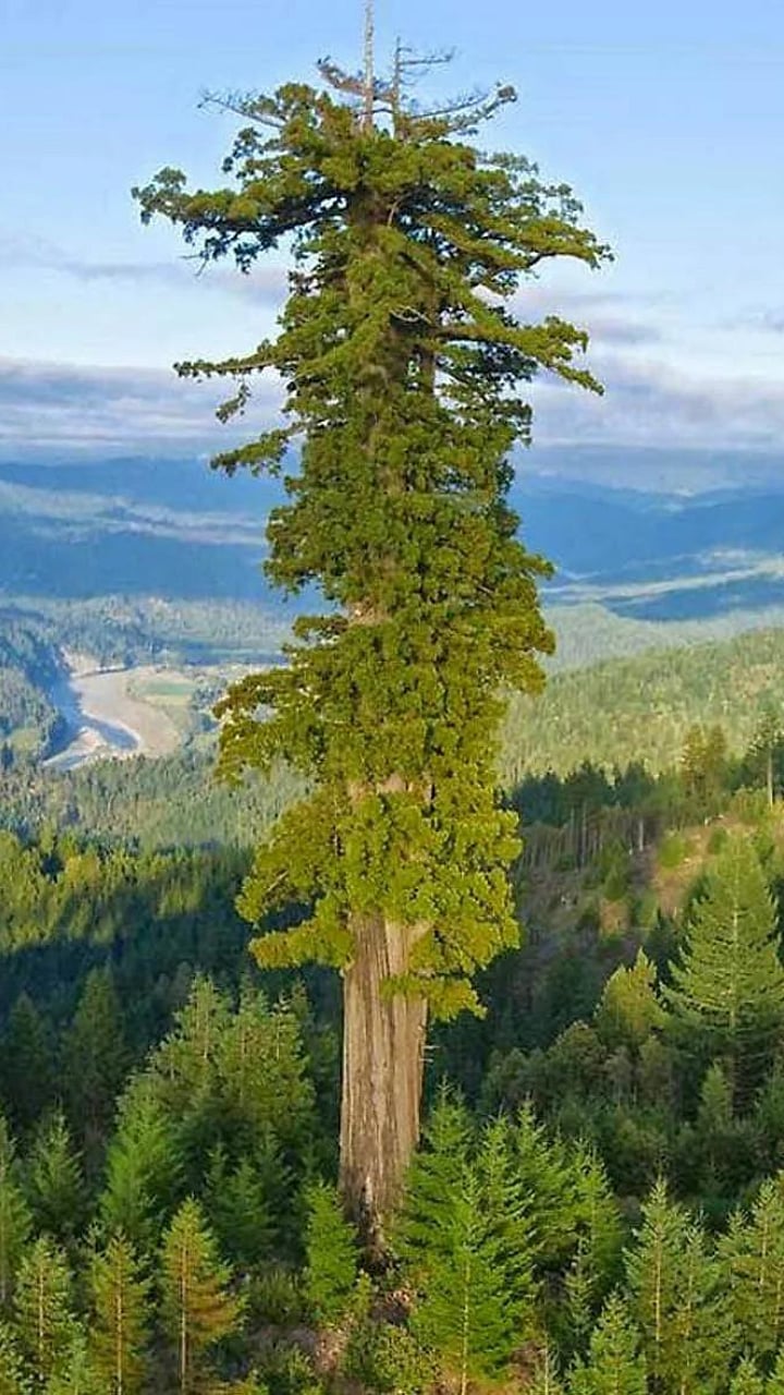 Worlds Tallest Tree । जगातील सर्वात उंच ज्याच्या पुढे 'कुतुबमिनार'ही ...