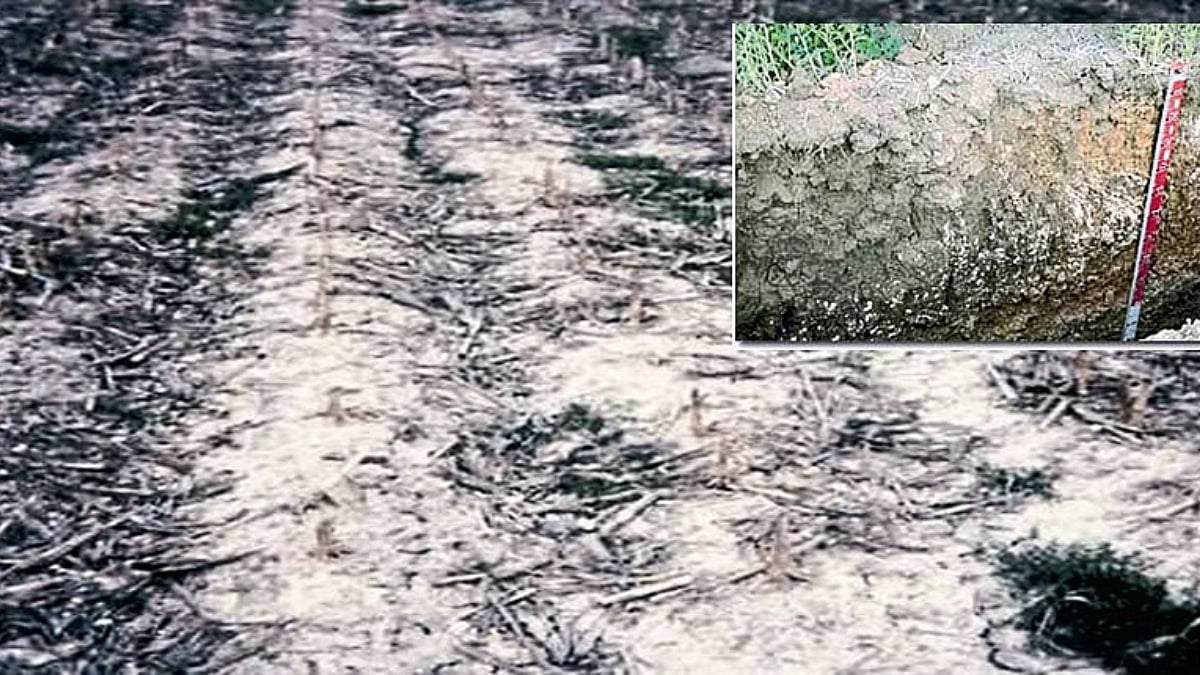 Improvement of calcareous soils, nutrient management