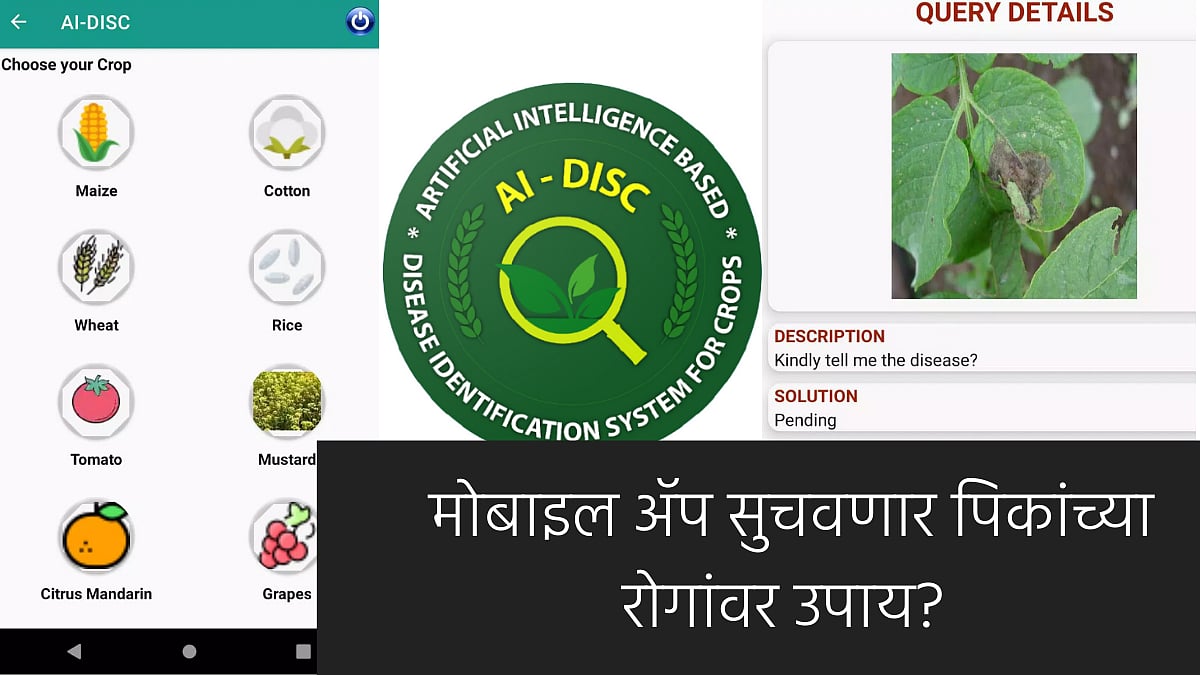 AI-DISC Mobile App| पिकांवरील रोगांचं अचूक निदान करणारं मोबाईल ॲप?|A ...