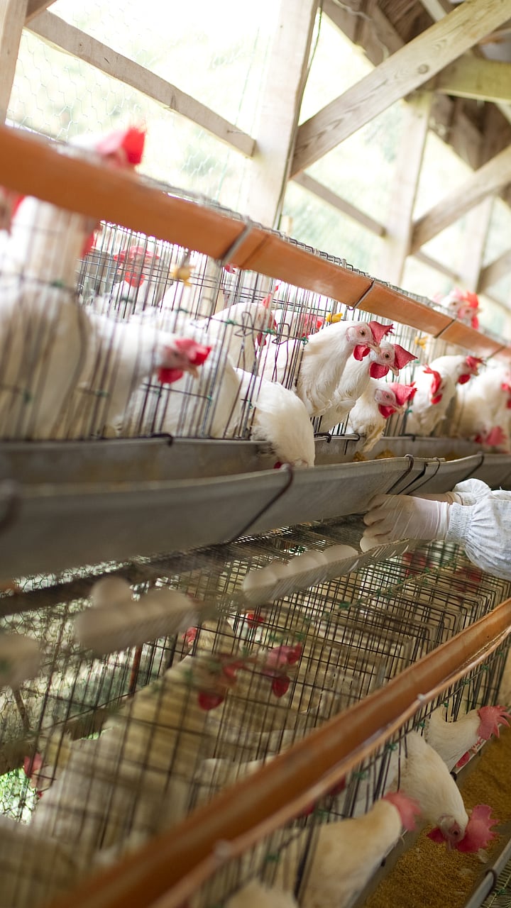 Poultry Care Management : लेअर कोंबड्यांना हिवाळ्यात कस जपाल?|How to ...