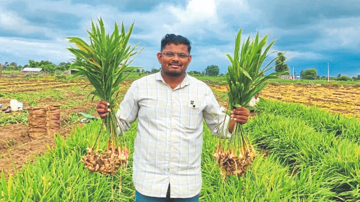 Ginger Production : प्रगतिशील आले बागायतदार अशी मिळवली ओळख| Success ...