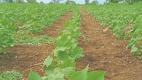 Cotton Nutrient Management : कपाशी, सोयाबीन, तूर पिकातील अन्नद्रव्य ...