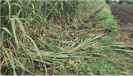 Wild Boar Crop Damage । कळंबमध्ये उसाचे रानडुकरांकडून नुकसान । Damage ...