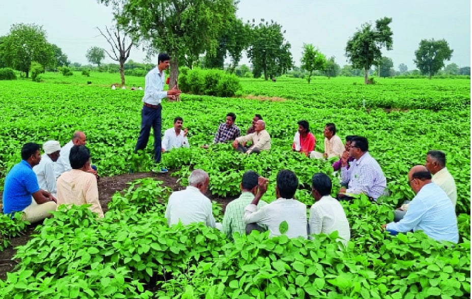 Tur Crop : तुरीच्या उत्पादनासाठी सुरुवातीपासून काळजी गरजेची : कुलदीप देशमुख