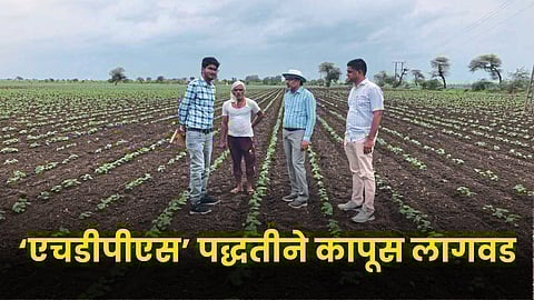 Cotton Sowing । आठ राज्यांत ‘एचडीपीएस’ पद्धतीने कापूस लागवड । Cotton ...