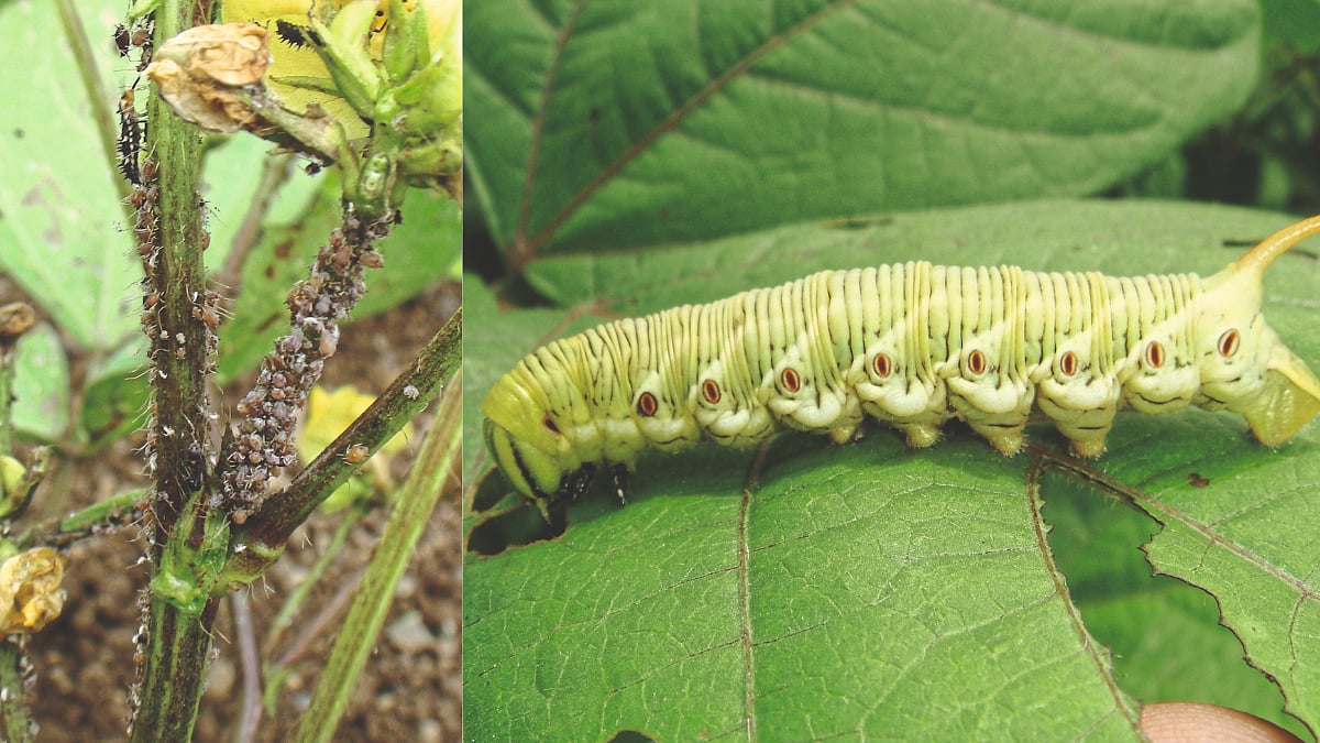 Mung, Urad Pest : मूग, उडीद पिकांवरील कीड व्यवस्थापन|Pest Management on ...