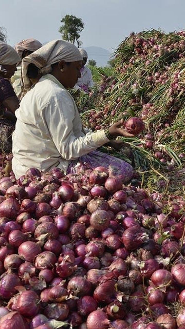 Onion Variety : कांद्याच्या 'या' जाती तुम्हाला बनवतील लखपती|Cultivate ...