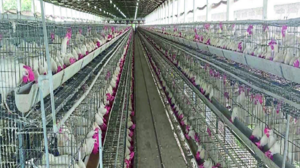 Automatic 'Layer Poultry Farm' : मराठवाड्यात आधुनिक, स्वयंचलित ‘लेयर ...