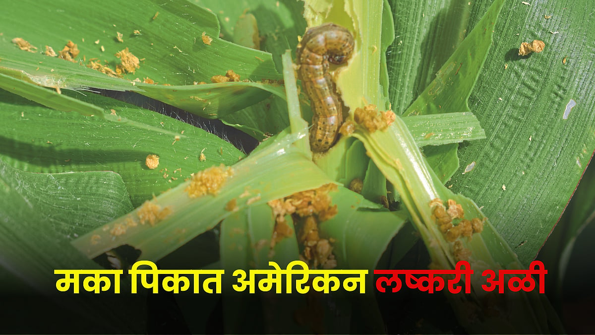 Maize Pest । खानदेशात मका पिकात अमेरिकन लष्करी अळी । American armyworm ...