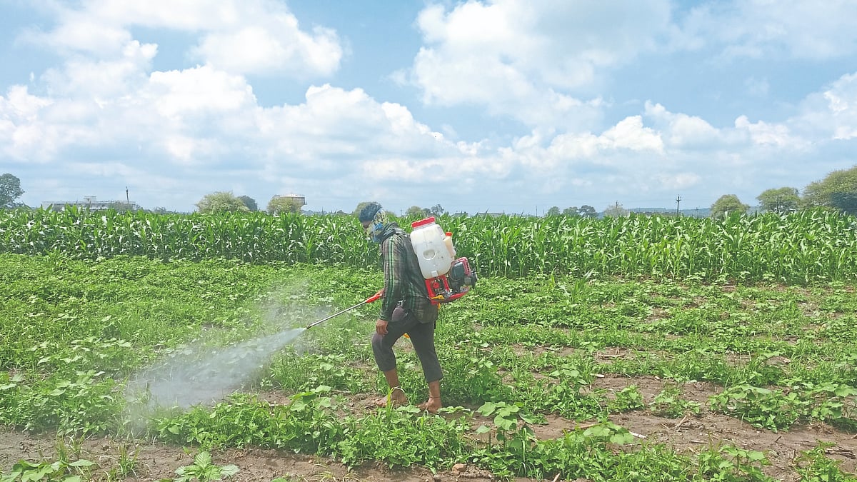 Cotton Weed Control : कापूस पिकातील आंतरमशागत, तण नियंत्रण ...