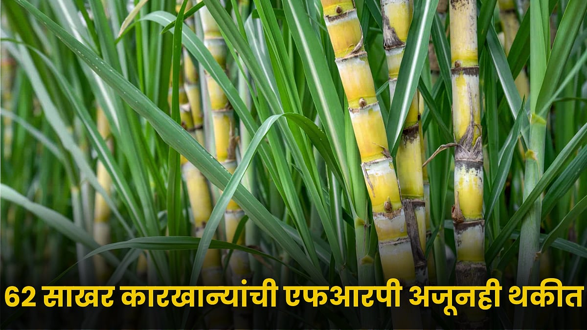 Sugarcane FRP । बासष्ट साखर कारखान्‍यांची एफआरपी अजूनही थकीत । FRP of ...