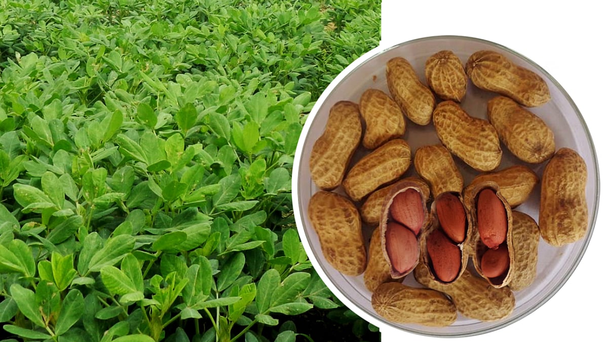 Summer Groundnut Variety : उन्हाळी हंगामासाठी भुईमूगाचे महत्वाचे पाच ...
