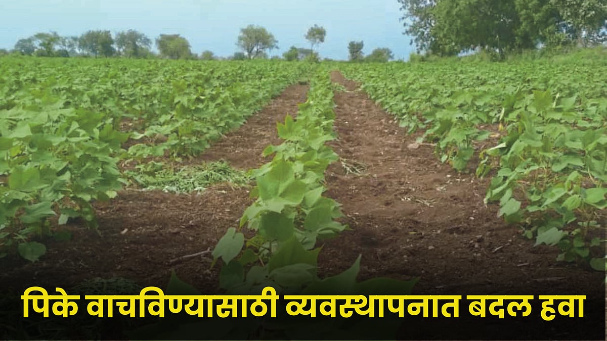 Crop Management । पिके वाचविण्यासाठी व्यवस्थापनात बदल हवा । A change in ...