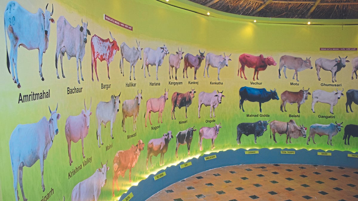 MAFSU । वन्यजीवांविषयी जाणण्यासाठी चला ‘माफसू’च्या संग्रहालयात । Let's ...