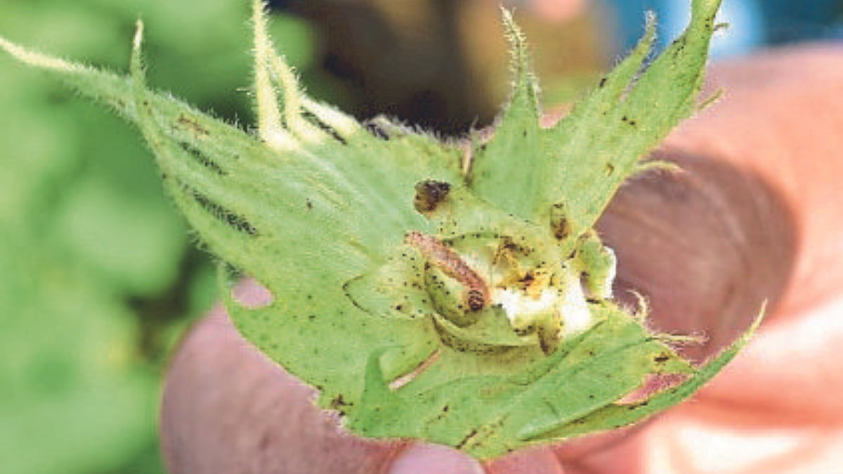 Cotton Bollworm : कपाशीवरील गुलाबी अळी व्यवस्थापन|Pink bollworm ...