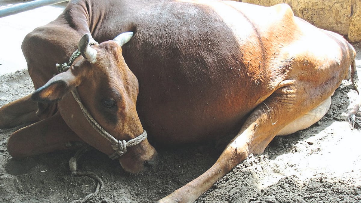Livestock Disease : पशुरोगनिदानात शवविच्छेदन महत्त्वाचे | Autopsy is ...