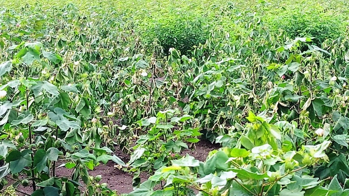 Cotton Disease : कसं रोखायचं कपाशीतील मर रोगाला?|How to prevent cotton ...