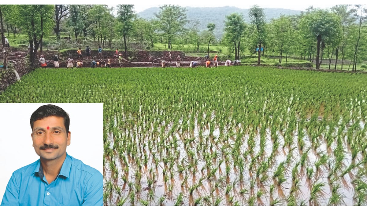 Paddy Farming : विविध प्रयोगातून भात शेतीत प्रगती|Advances in Paddy ...