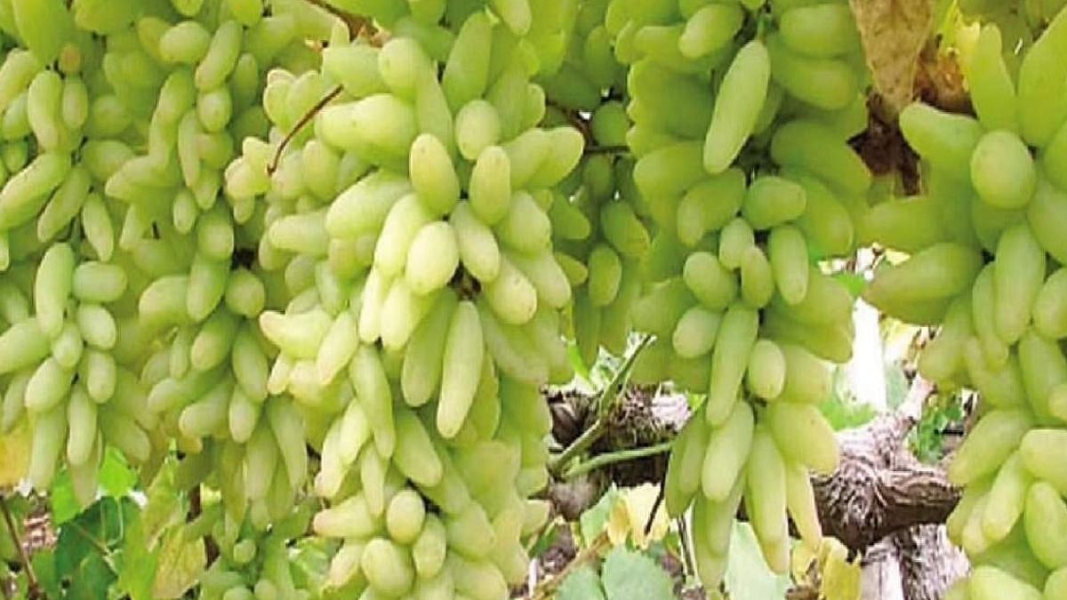 Sangli Grapes News : गुजरातच्या व्यापाऱ्याने सांगलीच्या द्राक्ष एजंटला ...