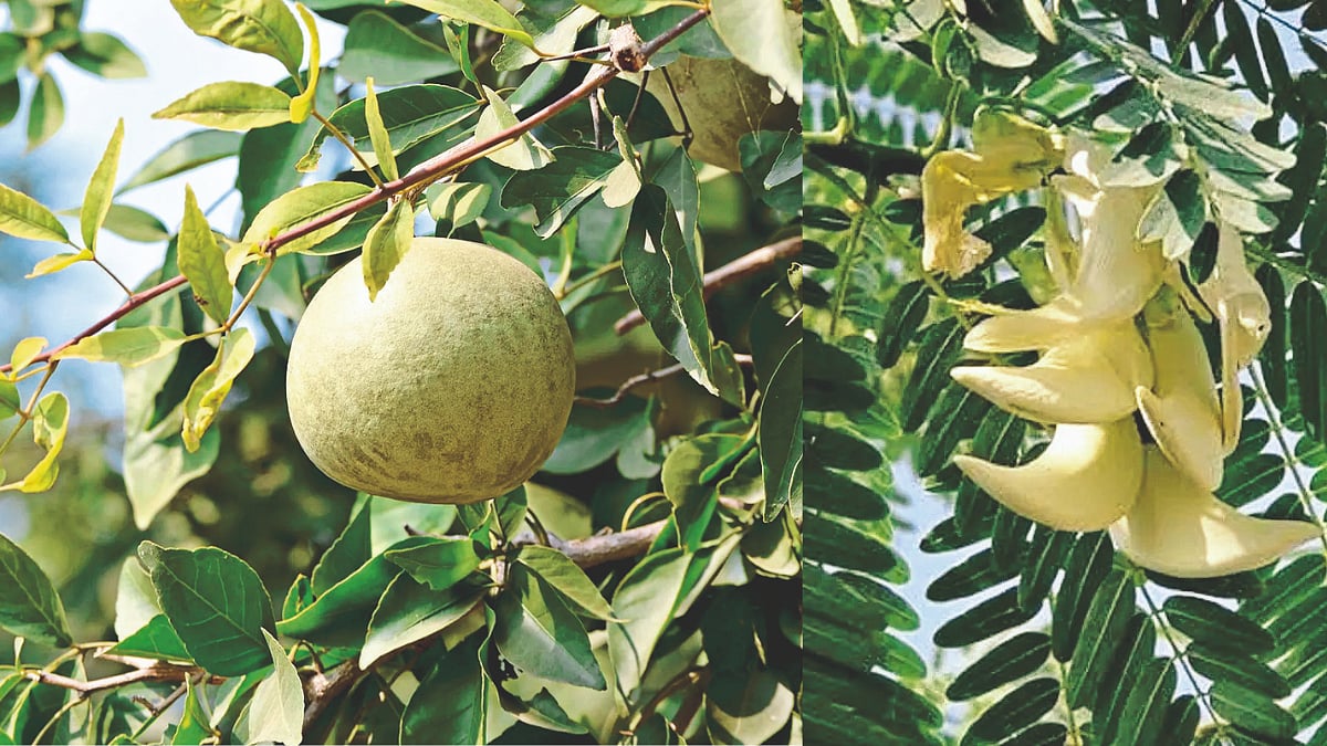 Medicinal Plants : गणेशपत्रींचे औषधी महत्त्व|Medicinal importance of ...