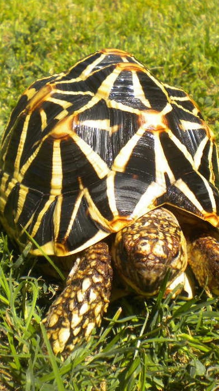 Star Tortoise : पैसा आणि औषधासाठी तस्करी होणारं स्टार कासव माहितीय का ...