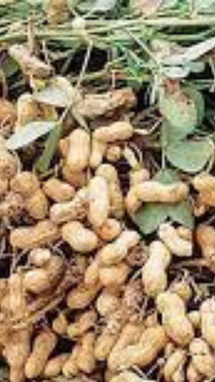 Groundnut | भुईमूग खाणं आरोग्याच्या हिताचं; स्वस्तात प्रोटीन मिळवा ...