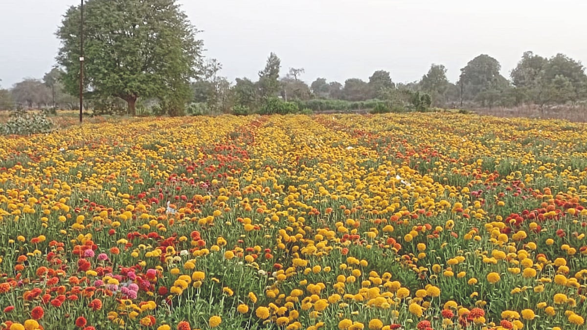 Flower Farming : पातूरच्या फुलांचा सर्वत्र दरवळ|Patur taluka of Akola ...