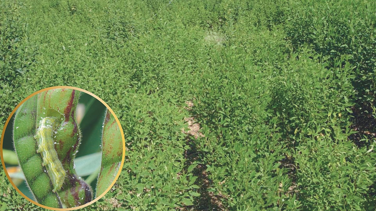 Tur Pest Disease Management । तुरीवरील कीड-रोग नियंत्रण । Pest-Disease ...