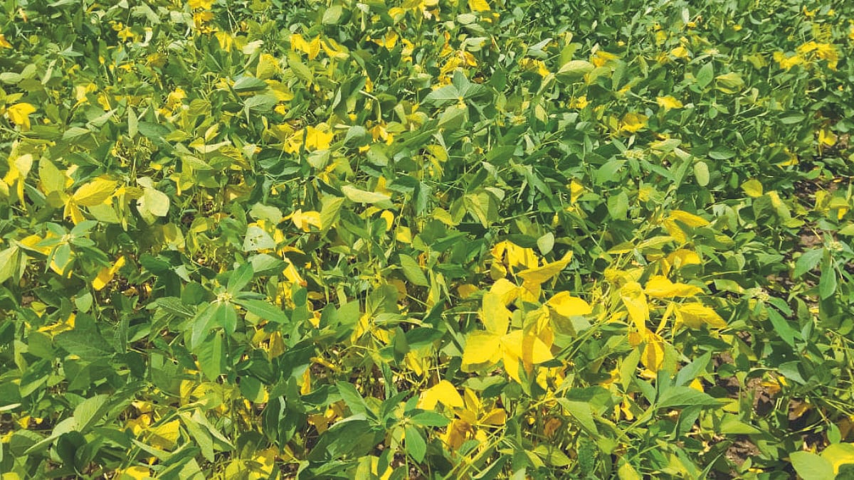 Soybean Disease । ‘येलो मोझॅक’, ‘मूळ-खोडकुजी’चा हजारो हेक्टरवर ...