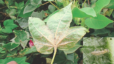 Cotton Pest : कपाशीवरील फुलकिड्यांचे व्यवस्थापन|Management of Thrips on ...