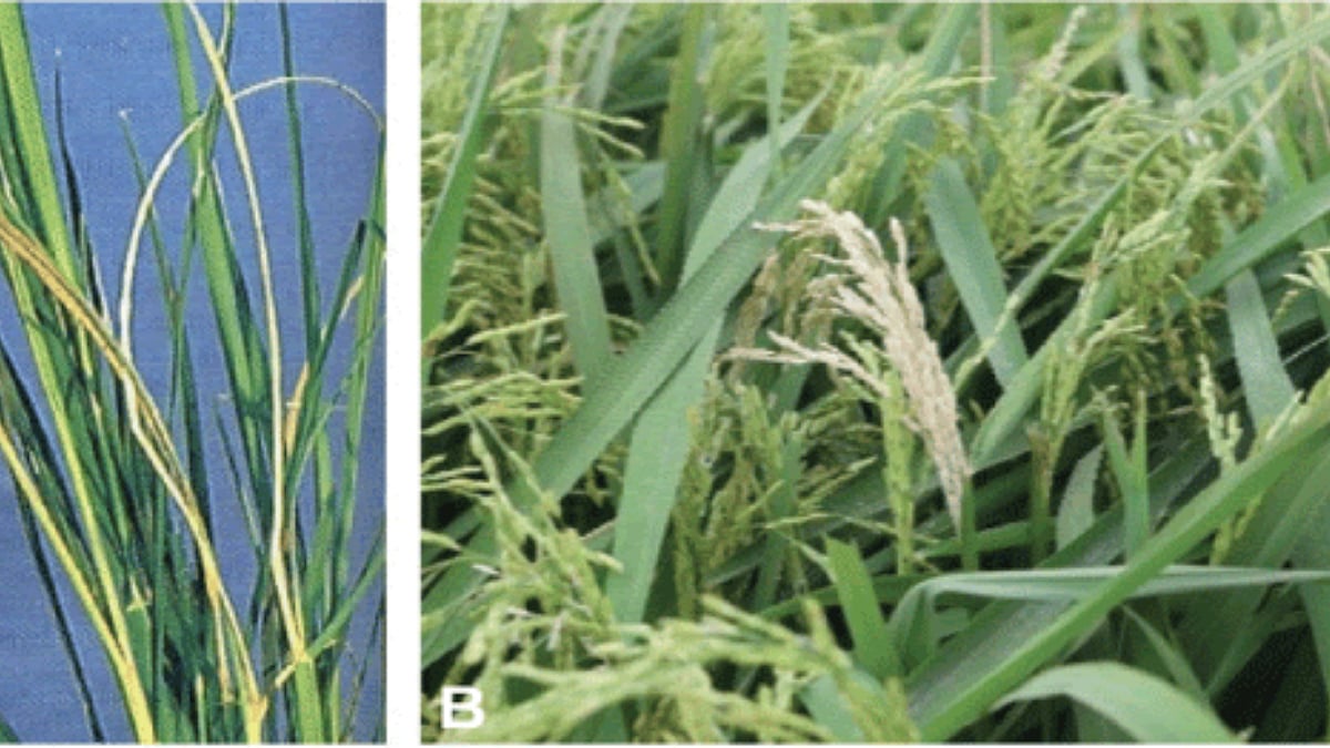 Paddy Pest । भातपिकावर खोडकिडीचा प्रादुर्भाव । Stem Borer Pest Outbreak ...