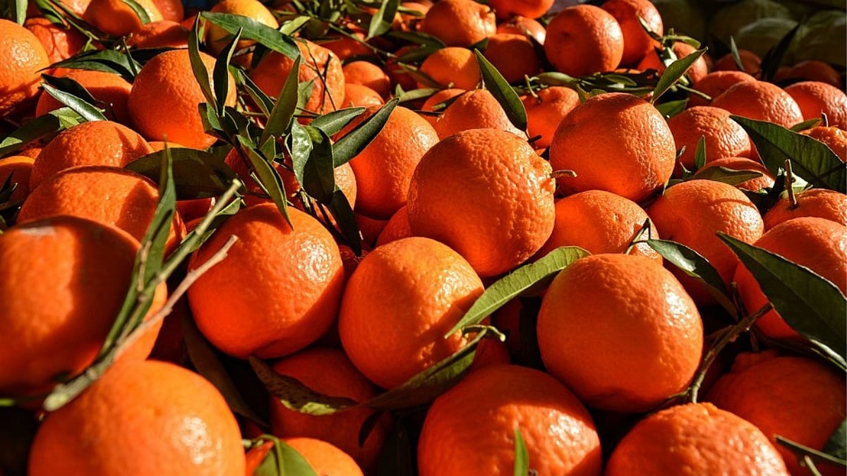 Orange Export । बांगलादेशमधील संत्रा निर्यात थांबली; ‘रॉयल्टी’त मोठी ...