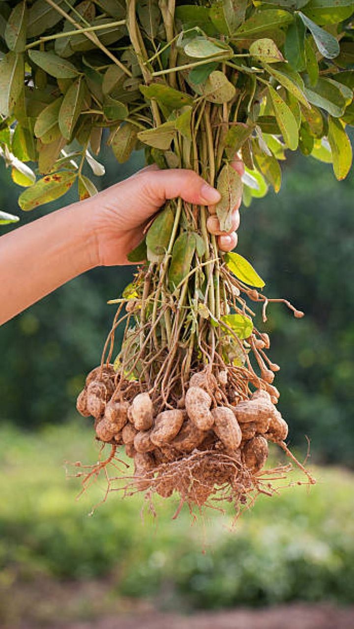 Groundnut Crop : कमी पावसात भुईमुगाचं कसं उत्पादन वाढवण्याचं? । How to ...