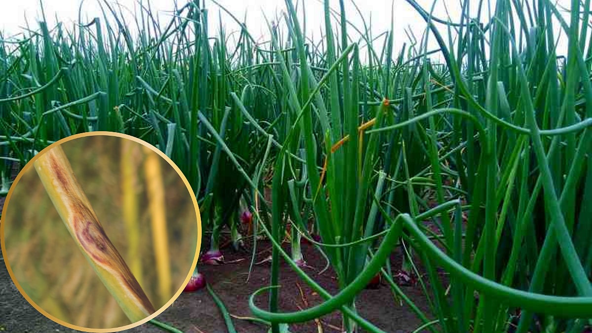 Onion Pest Disease Management । कांदा पिकातील रोग, किडींचे व्यवस्थापन ...
