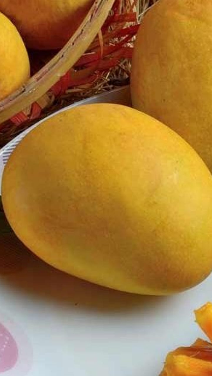 Hapus Mango| हापूस बाजारात कधी दाखल होणार?| Hapus Mango: When will ...