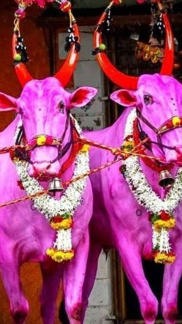 Bail Pola : बैलपोळ्याचा सण नेमका का साजरा केला जातो? | Why exactly is ...