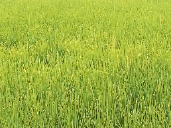 Paddy Crop : भातपिकांवर करप्याचा प्रादुर्भाव । Infestation of rice ...