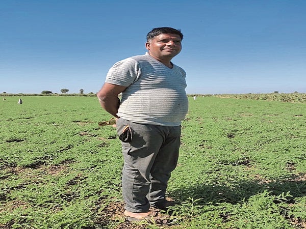 Chana Crop : नेटक्या व्यवस्थापनातून वाढविली हरभरा पिकाची उत्पादकता ...