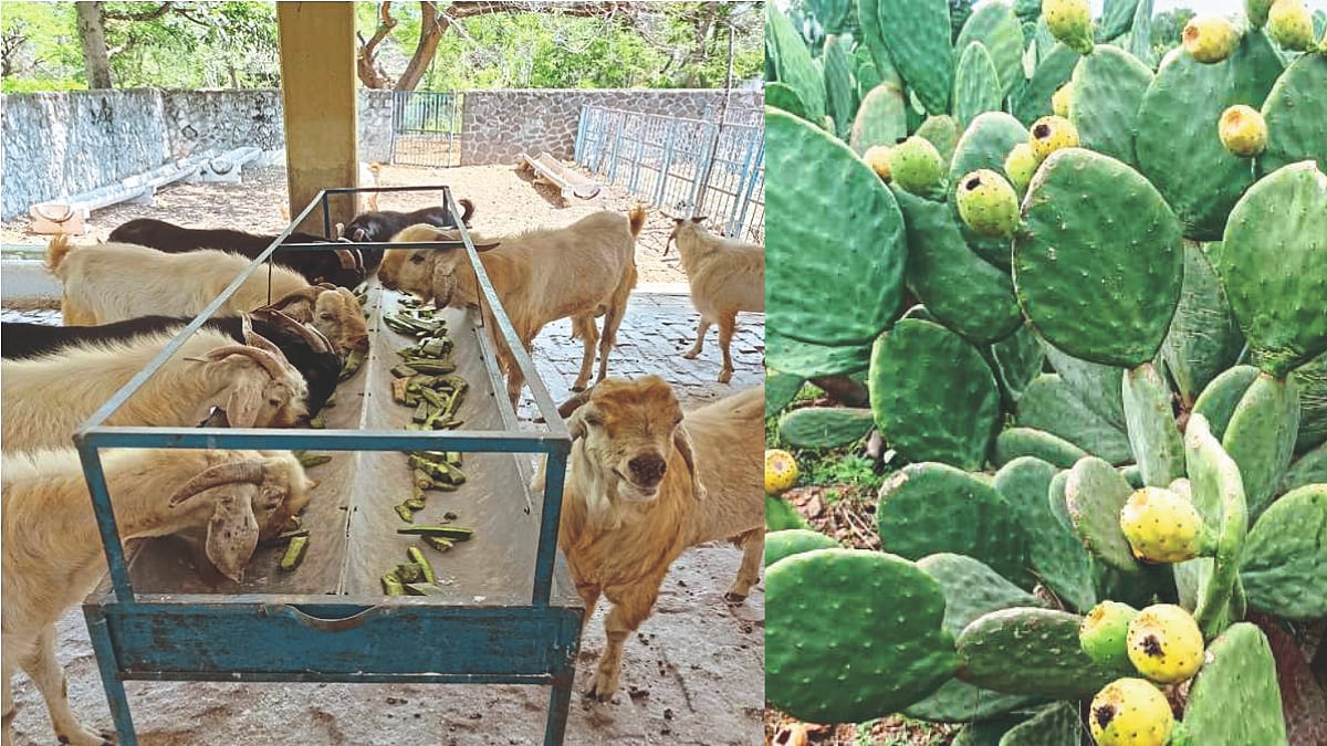 Animal Fodder : चाऱ्यासाठी काटेविरहित निवडुंग|Thornless cactus for fodder