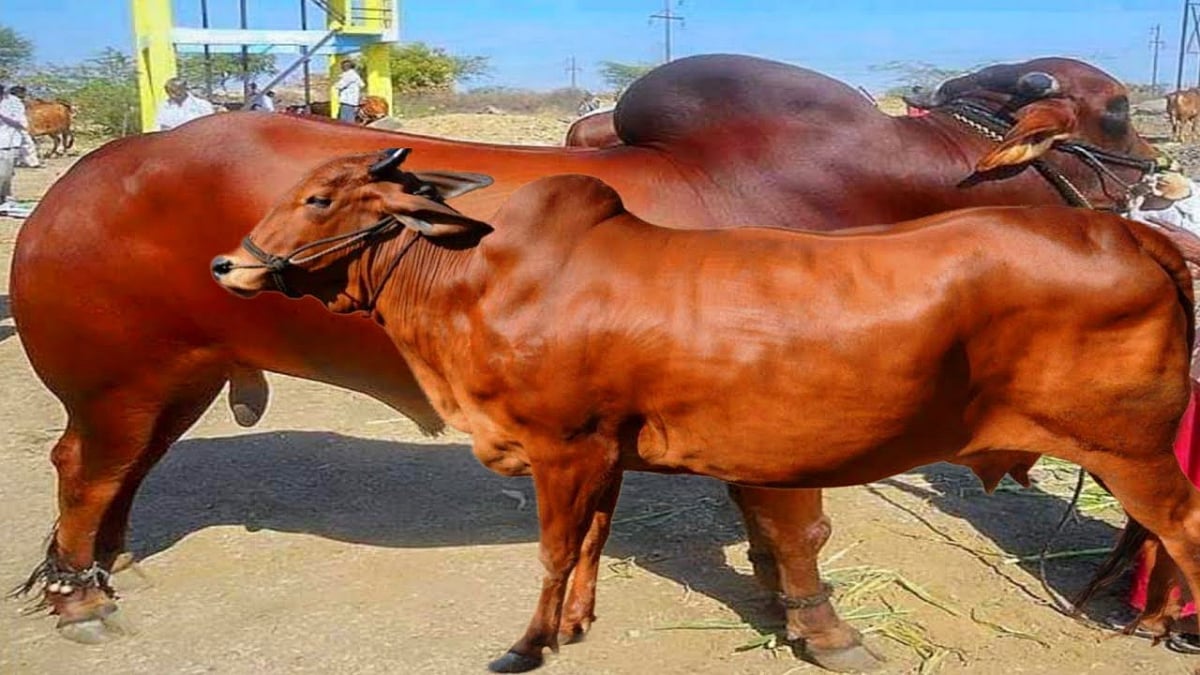 Indigenous Cow Breeding । देशी गायी, म्हशींच्या पैदाशीसाठी भ्रूण ...