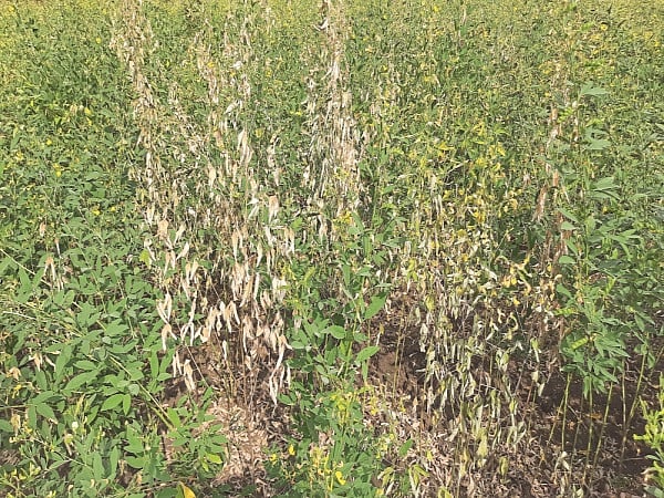 Remedies for stem borer, die disease in tur crop
