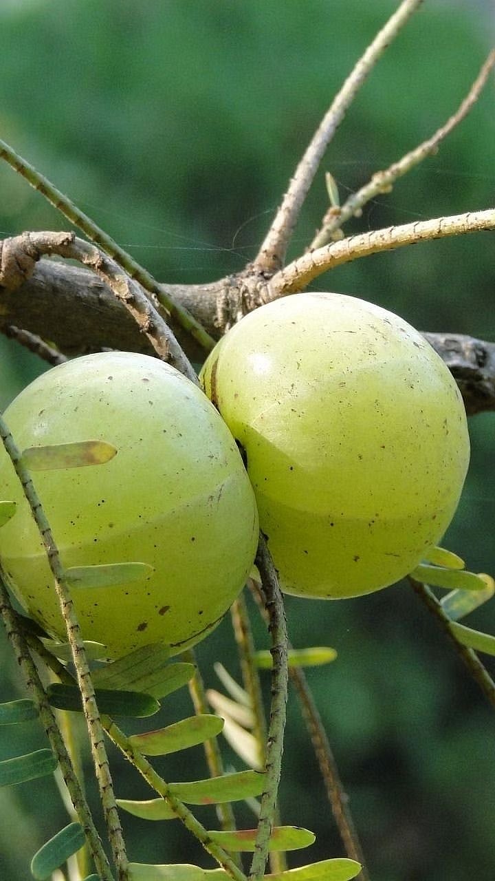 Amla Eating Benefits : थकवा आहे मग आवळा खा अन् पाहा बदल|Know the ...