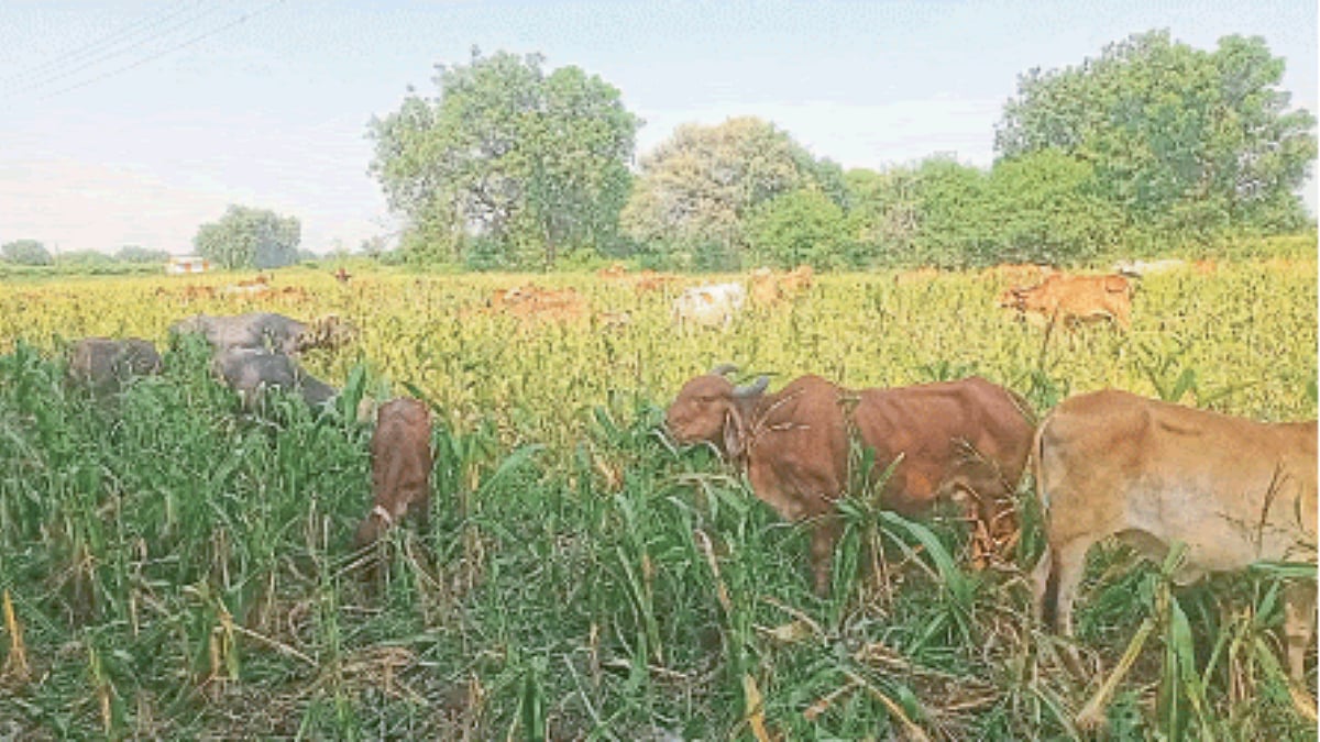 Maize Crop । मक्याच्या शेतात सोडली जनावरे । Animals left in the maize field