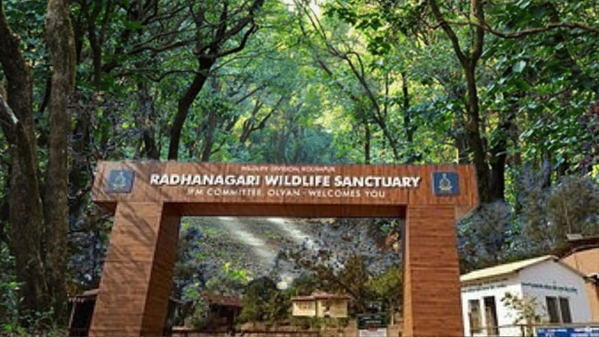 Radhanagari Sanctuary : राधानगरी दाजीपूर वन्यजीव अभयारण्य पर्यटकांसाठी ...
